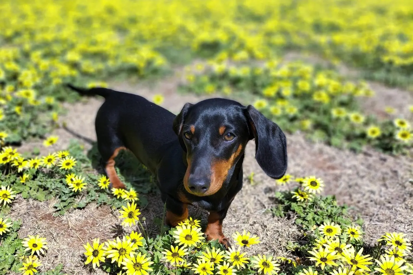 Snake avoidance training essential for curious canines