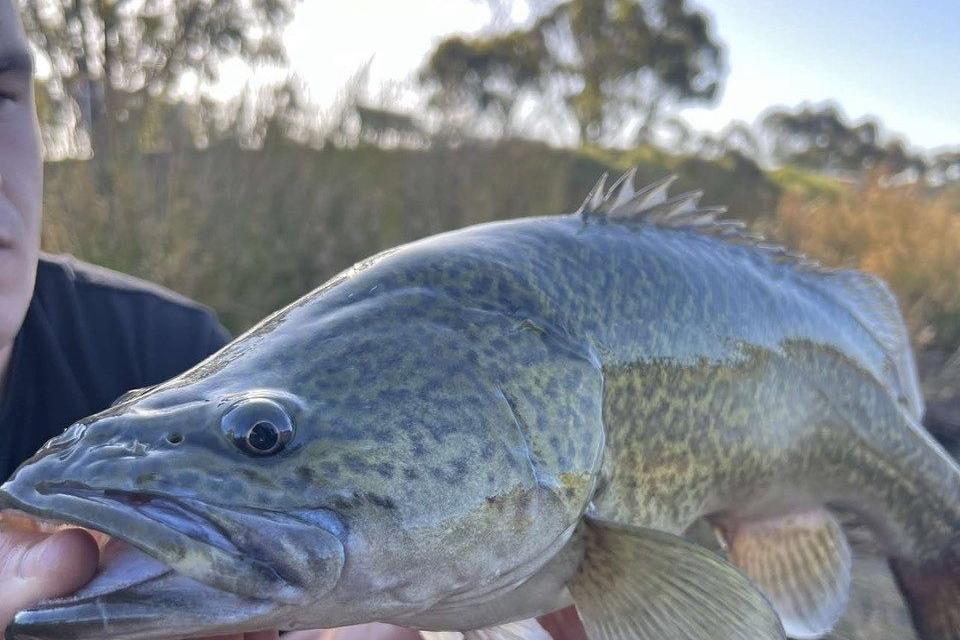 The best rods, reels, line and lures for big Murray cod