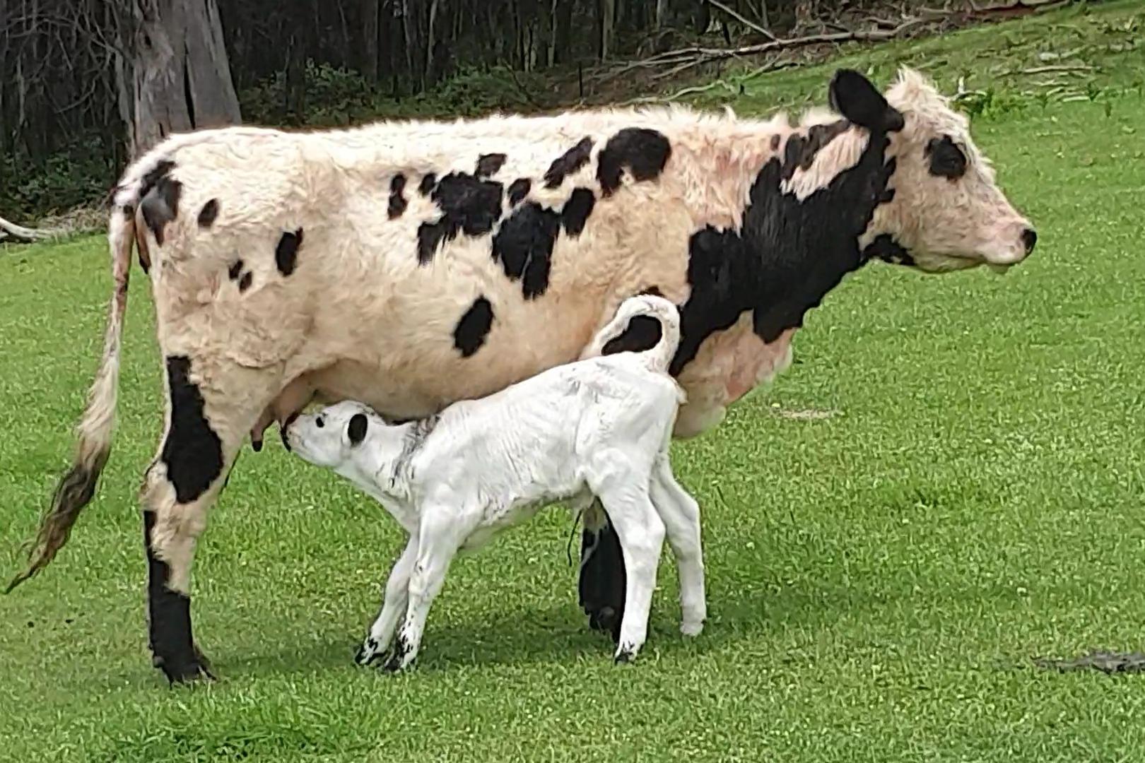 Healthy calves: a season shaped by lessons learned